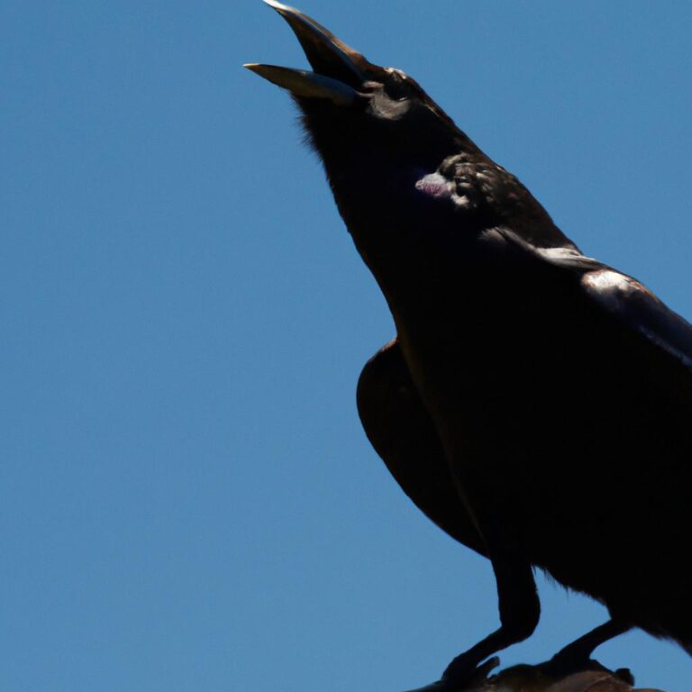 El Cuervo: Un Símbolo Histórico Que Atraviesa Los Siglos | Conceptos De ...