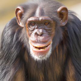 Homo Habilis: El Primer Gran Paso De La Evolución Humana | Conceptos De ...