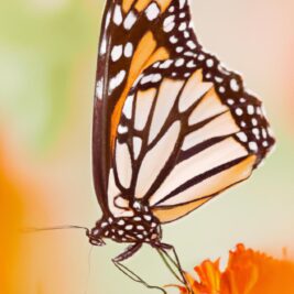 El Papel Del Monarca A Lo Largo De La Historia: Poder, Legitimidad Y ...